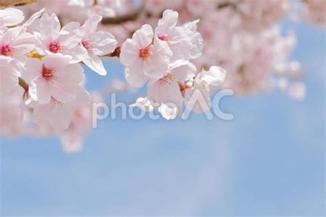 桜の花 春爛漫 No 28638148｜写真素材なら「写真ac」無料（フリー）ダウンロードok