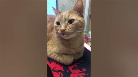 Мама не разрешает но закрывает глаза 😂😅🫣 😋 ️ кот котик Cat Cute
