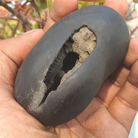 Extremely Rare Narsimha Shaligram Golden Brown Shaligram Religious