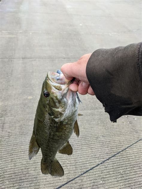 Smallmouth Bass From Lake Michigan Rbassfishing