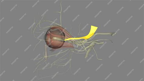 Premium Photo Eye Movement Pupil Constriction Trochlear Nerve Eye