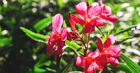 How To Grow And Care For Oleander Shrubs Gardeners Path Reportwire