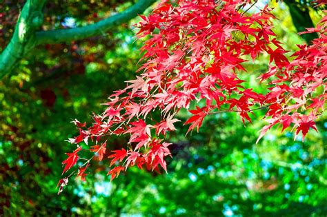 단풍 가을 색상 Pixabay의 무료 사진 Pixabay