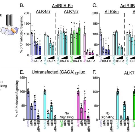 Acta And Actac Signal Via Activin Type Ii Receptors A Schematic
