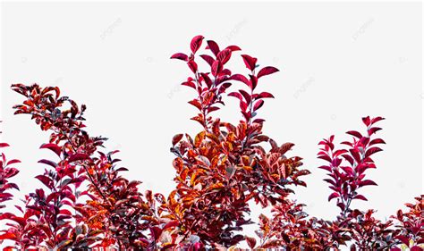 Red Leaf Tree PNG Vector PSD And Clipart With Transparent Background For Free Download Pngtree