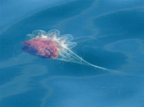 Lions Mane Jellyfish Facts Diet Habitat And Pictures On Animaliabio