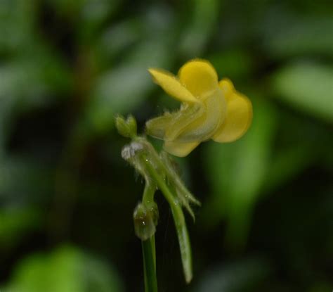 Vigna Eflora Of India