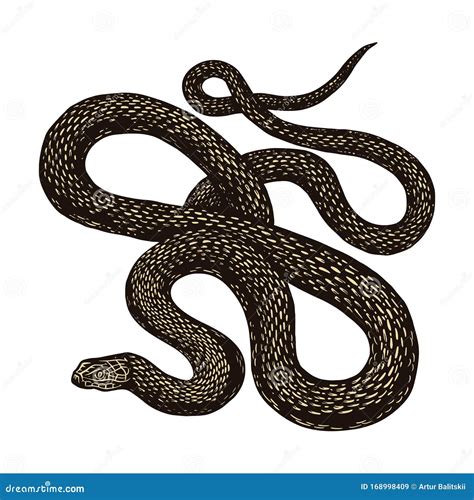 Python In Vintage Style Serpent Or Poisonous Viper Snake Engraved