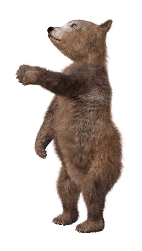 3d Rendering Brown Bear Cub On White Stock Illustration Illustration