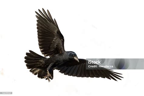 Rook Corvus Frugilegus Flying Black Bird Isolated On White Background