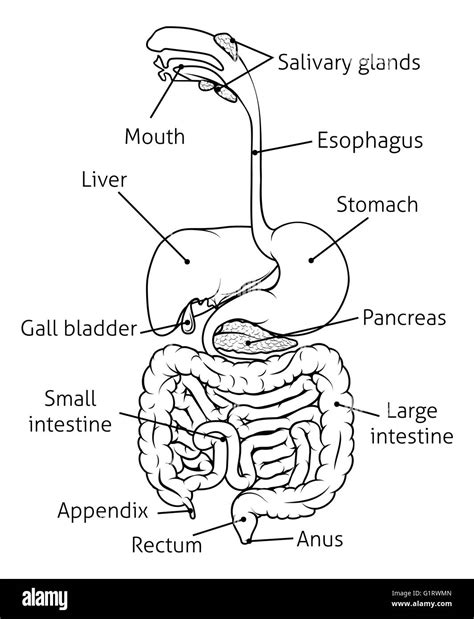 Diagram Human Alimentary Canal Diagram Mydiagramonline