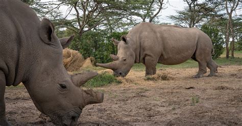 사이언스샷 멸종위기 코뿔소 피부세포로 번식시킨다 조선비즈