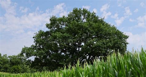 A Tall Lone Oak Tree In A Field With Green Corn Stock Video Video Of Corn Lone 335453029