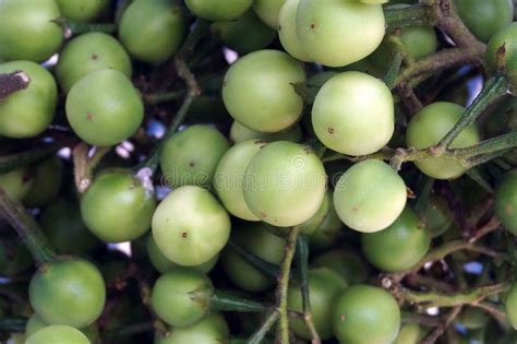 Eggplant Stock Image Image Of Nature Natural Organic 46082689