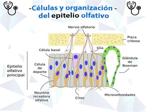 Células Y Organización Del Epitelio Olfativo Fraii Udocz