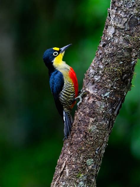 Do Woodpeckers Peck At Night [no Theyre Asleep ]