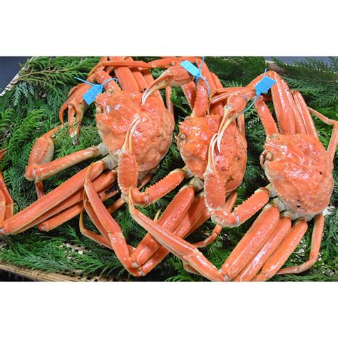 【送料無料】金沢よりボイル発送！最高級！ブランドタグ付き本ズワイガニ 大中 3杯セット かないわ水産 通販 Yahooショッピング