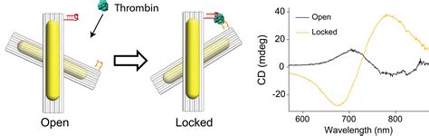 Applied Sciences Free Full Text Dual Aptamer Functionalized 3d Plasmonic Metamolecule For