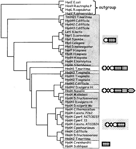 Dendrogram Derived From Sequence Alignments Of H Cluster Domains Of