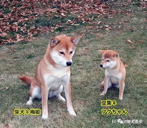 豆柴犬价格，豆柴多少钱一只？ 知乎