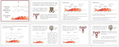 Menstrual Cycle Supplementary Slides And Worksheet GCSE Biology AQA