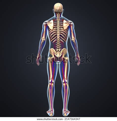 Human Skeleton Arteries Veins Lymphatic System ภาพประกอบสต็อก
