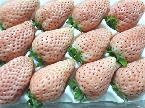 184 만년설딸기 350g 현대백화점 압구정본점 식품관 네이버 블로그