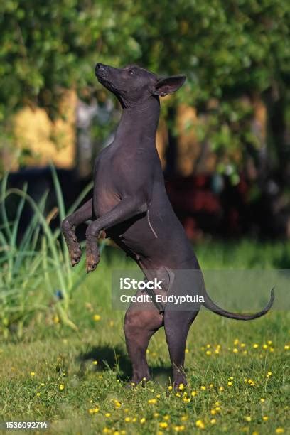 활동적인 Xoloitzcuintle 은 여름에 노란 꽃이 만발한 푸른 잔디 위에 뒷다리로 서서 야외에서 포즈를 취합니다 가축에