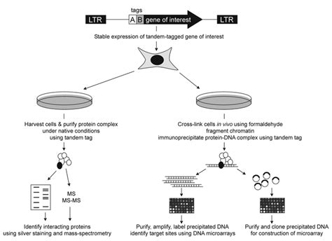 Proteomics And Chip On Chip Are Complementary Techniques Applications