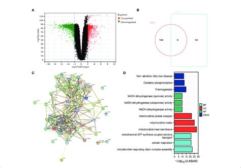 Identification Of Differentially Expressed Lrgs In Tcga Cohort And