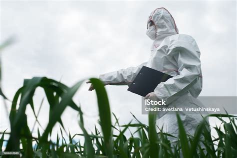 보호용 흰색 Ppe 슈트를 입은 과학자는 묘목을 다루고 잎에 비료를 뿌리고 전염병과 싸우고 온실에서 인공 조명 아래에서 버섯을