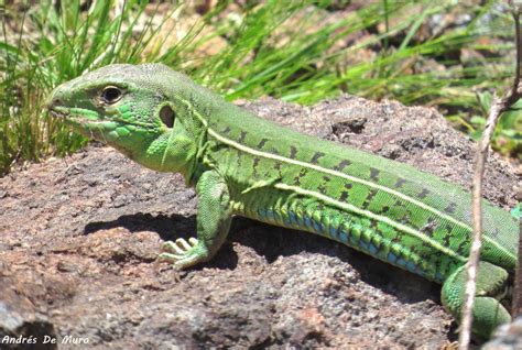 Lagartija Verde De Cuatro Dedos Durante Apareamiento El Macho Exhibe