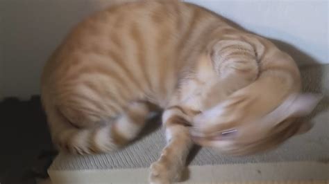 初めてマタタビを知った猫の反応がコチラ Youtube