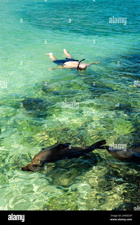 A Tourist Snorkels With A Frolicking Galapagos Sea Lion Post Office