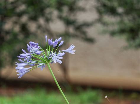 花 寂寞 Pixabay上的免费照片 Pixabay