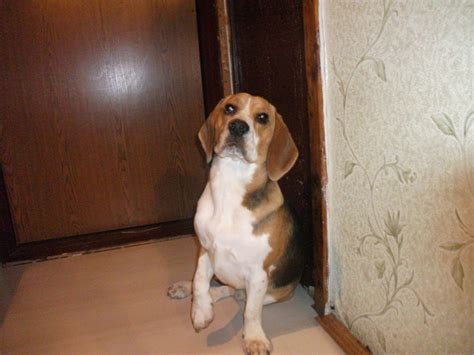 Dovanojamas Biglis 15minlt