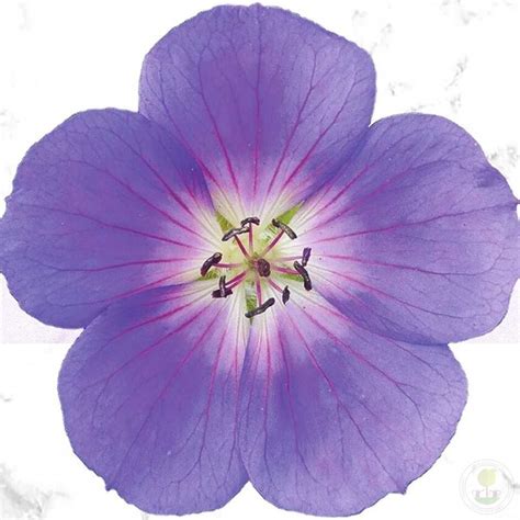 Герань Валлиха Блум Ми Эуэй Geranium wallichianum Bloom Me Away