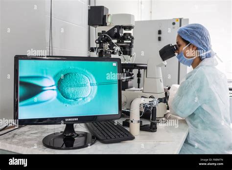 Technician Using A Light Microscope To Inject Human Sperm Into A Human
