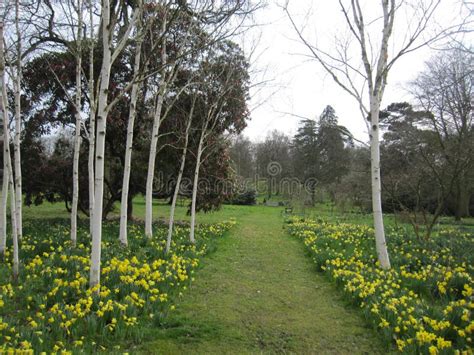 Spring Walkway Stock Image Image Of Nature Leaves Footpath 9047571