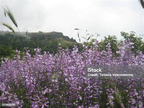 여름 흐린 날 크림 반도에서 산과 회색 하늘을 배경으로 한 라일락 야생화 0명에 대한 스톡 사진 및 기타 이미지 0명