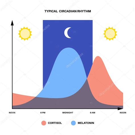 Circadian Rhythm Infographic Poster Melatonin And Cortisol Are