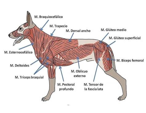 Cuantos Musculos Tienen Los Perros