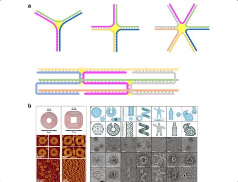 A Basic Building Blocks Of Structural DNA Nanomaterials Junctional Download Scientific Diagram
