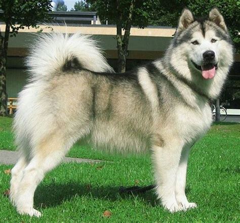 Alaskan Malamute Animali Cani
