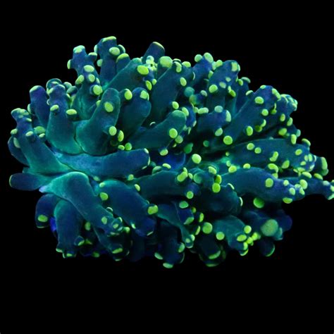 Octo Spawn Branching Green Tip Aquarium Reefsolution Inc