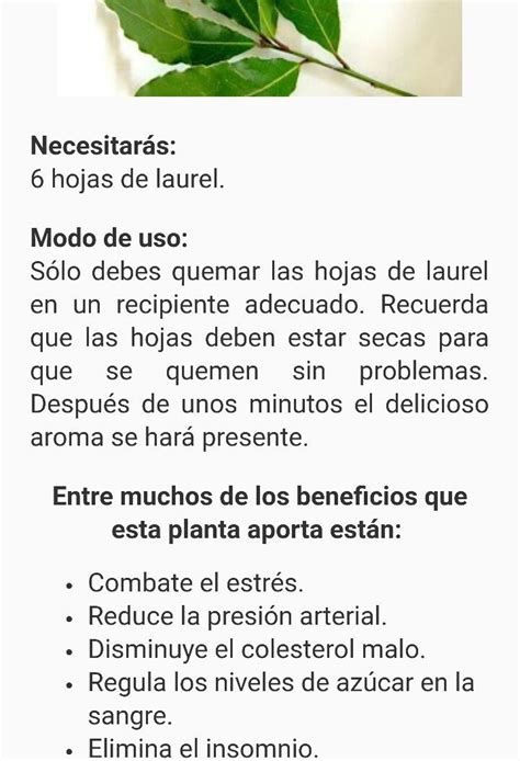 Planta De Laurel Y Sus Beneficios Recetas Para La Salud Remedios
