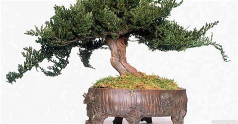 How Big Can A Bonsai Tree Grow Bonsai Tree Help