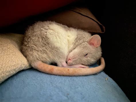 Rat Time On Tumblr