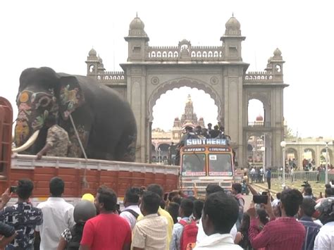 Mysuru Jamboo Savari Elephants Return To Camps To Keep ‘wild Instinct