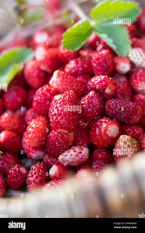 Wald Erdbeere Walderdbeere Erdbeere Wald Ernte Erdbeer Ernte Wald